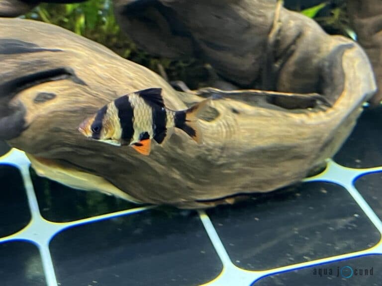 Tiger Barbs Diet Behaviour and What Do Tiger Barbs Eat? - Aqua Jocund