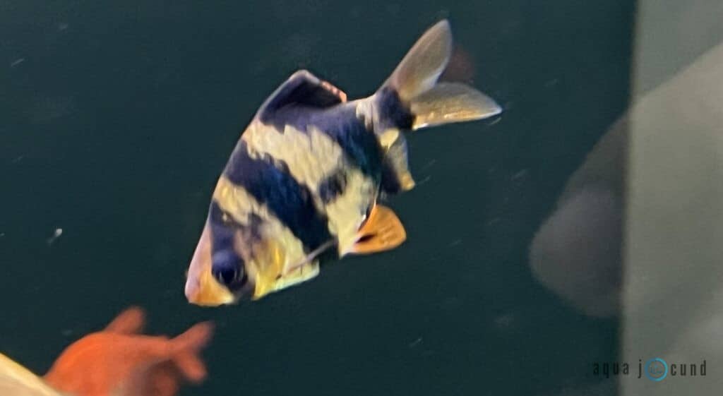 My Tiger Barb Community Tank - Fishes I Keep Together With Tiger Barbs ...